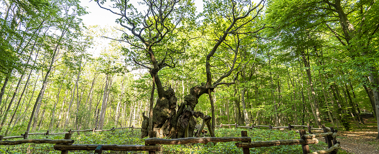 Jægerspris Nordskov - Oplev Frederikssund